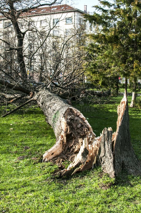 Fallen Large Tree after Storm Stock Photo - Image of branch, field ...