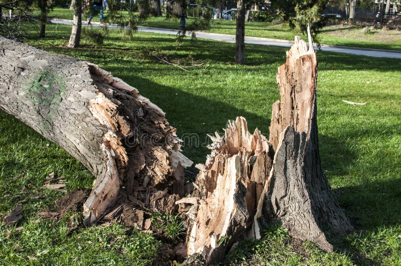 Fallen Large Tree after Storm Stock Photo - Image of city, scenic ...