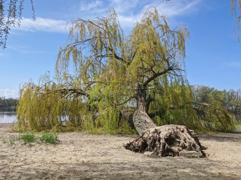 Fallen Large Willow Tree on the Sandy River Bank Stock Image - Image of ...