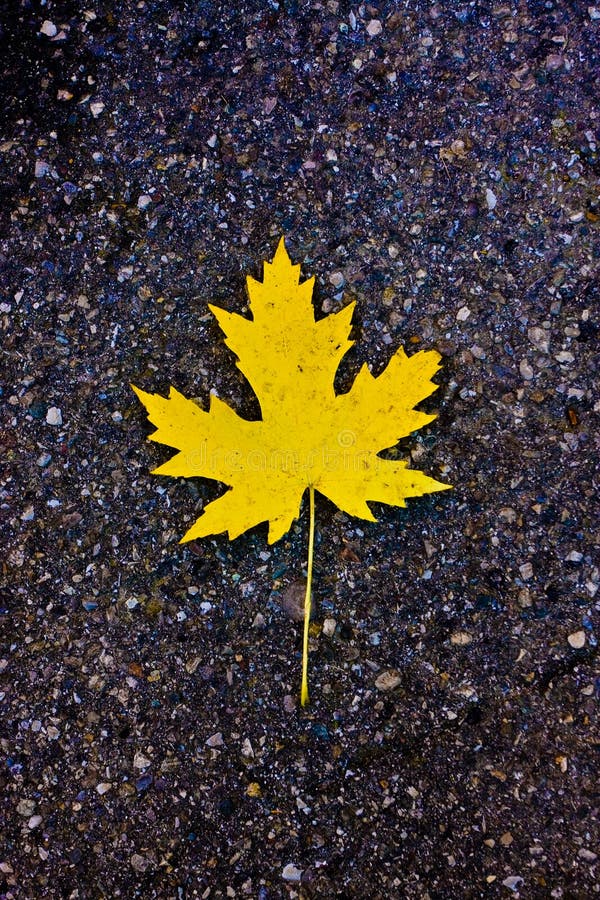 Fallen leaf stock photo. Image of sorrow, autumn, grungy - 12041998