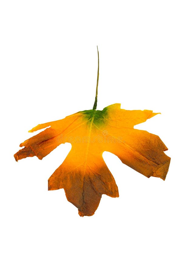 Fallen leaf stock image. Image of leaf, detail, decorative - 15068813