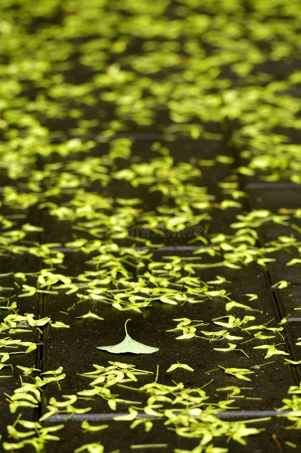 A Fallen Leaf Picture. Image: 5087330