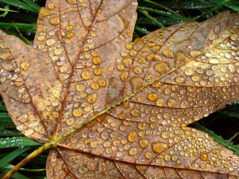 Fallen leaf stock image. Image of fall, detail, texture - 7058775
