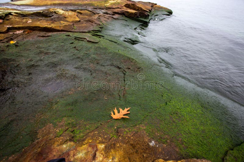 Fallen Leaf on an Algae-covered Rock on the Shore of Lake Ontario Stock ...