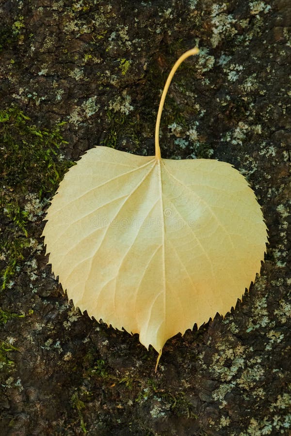 Fallen Leaf on the Bark of an Old Tree Stock Image - Image of branch ...