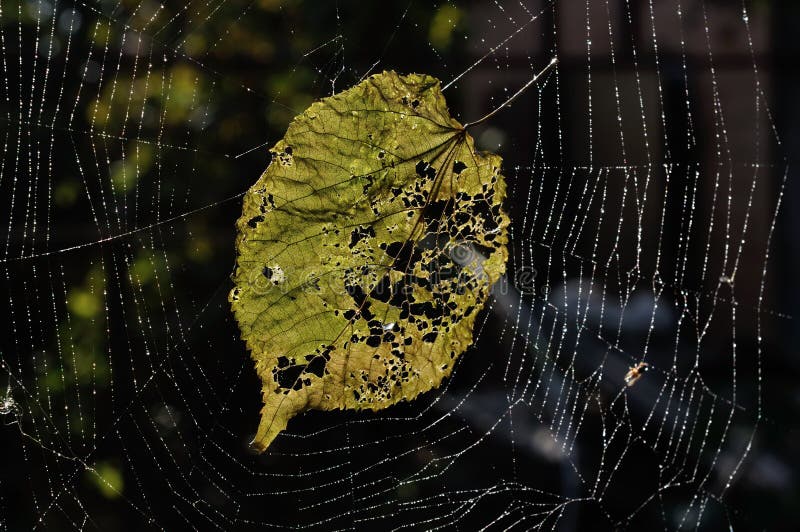 Fallen leaf in a cobweb stock image. Image of close, autumn - 64114041