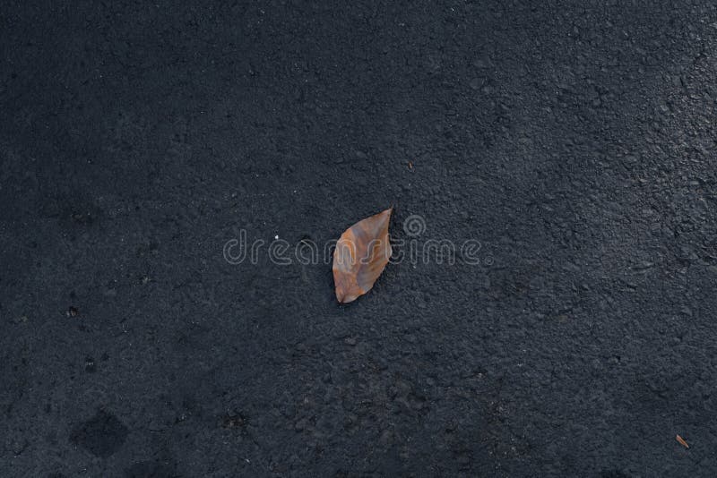 Leaf on asphalt stock image. Image of fall, fallen, small - 168071825