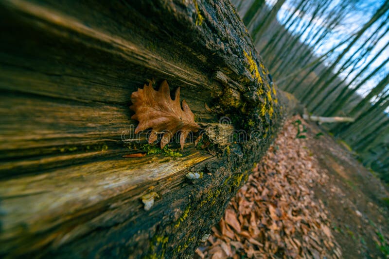 Fallen Leaf. Fallen Leaf on the Dead Tree Trunk in the Forest Stock ...