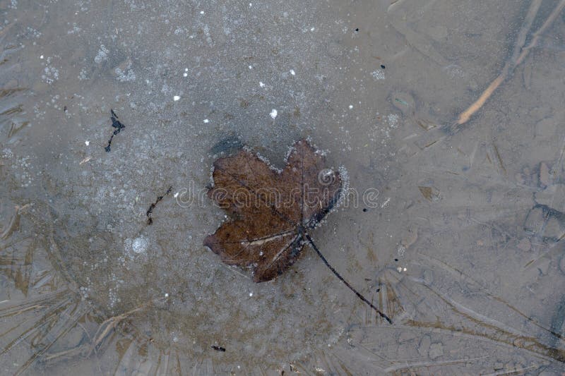 Fallen Leaf Frozen in Puddle Stock Image - Image of closeup, scene ...