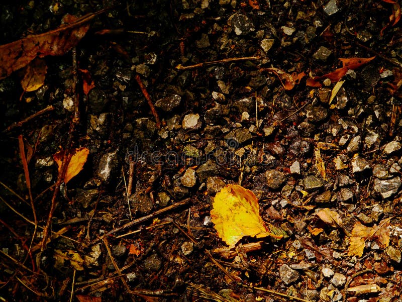 Fallen Leaf on the Ground, Fall Season Concept Stock Image - Image of ...