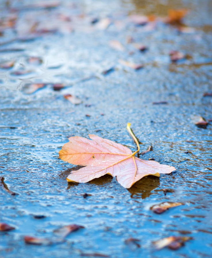 Fallen leaf on the ground stock photo. Image of natural - 134717530