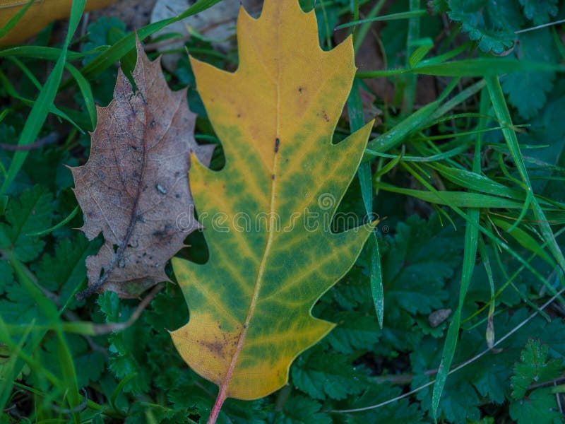 Fallen Leaf Losing Color Next To Colorless Leaf Stock Image - Image of ...