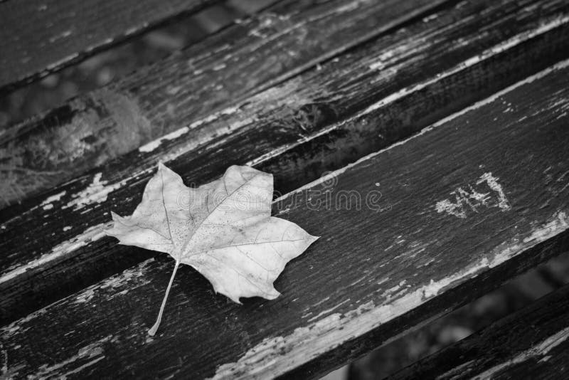 Fallen Leaf of Maple Tree, Black White Stock Image - Image of natural ...