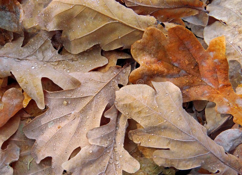 Fallen leaf of oak stock image. Image of colorful, leaf - 103495605