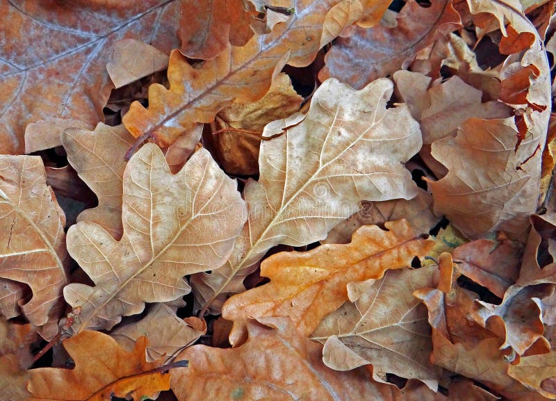 Fallen leaf of oak stock image. Image of forest, closeup - 103495621