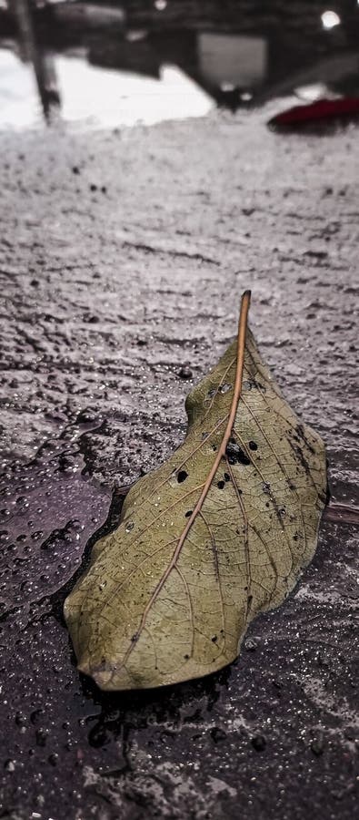 A Fallen Leaf by the Roadside Stock Image - Image of fell, leaves ...