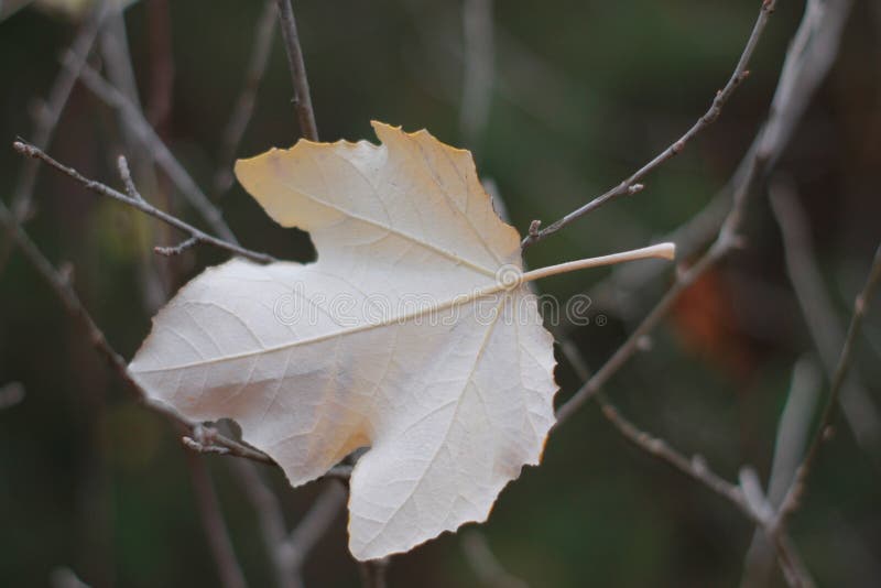 Fallen Leaf of Silver Poplar Close Up Stock Photo - Image of tree ...