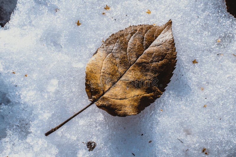 Fallen leaf stock image. Image of dropping, nature, covering - 48147483