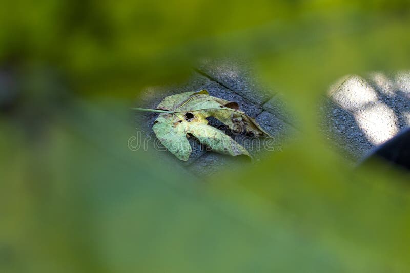 Selective Vision through a Hole in a Leaf Stock Image - Image of ...