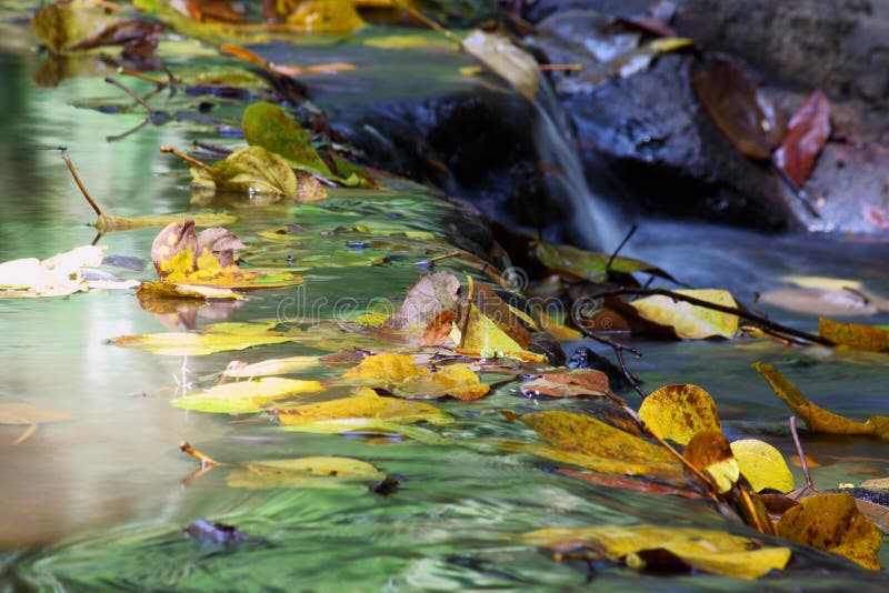 Fallen leaf at waterfall stock image. Image of green - 27332229