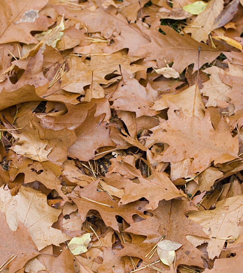 Fallen leafs stock image. Image of background, brown, leafs - 3441751