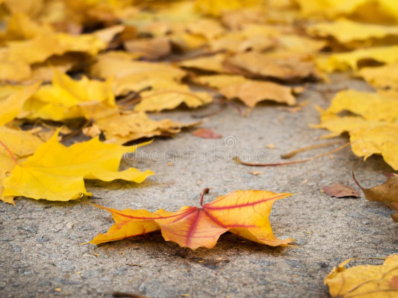 Fallen leafs on the ground stock photo. Image of autumn - 134717452