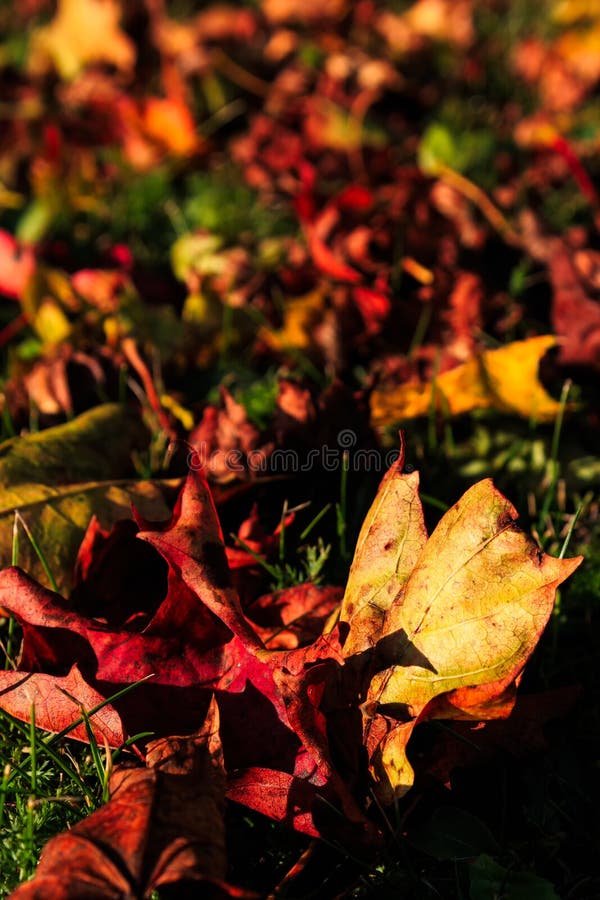 Fallen leafs stock photo. Image of october, autumn, close - 45103890