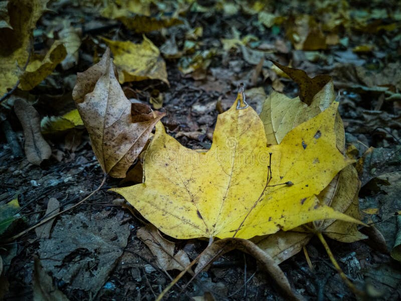 Fallen leave in the forest stock photo. Image of forest - 199805436