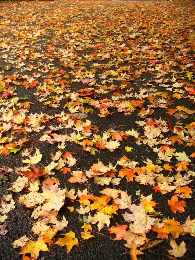 Fallen Leaves stock photo. Image of colorful, autumn, seasons - 2554878