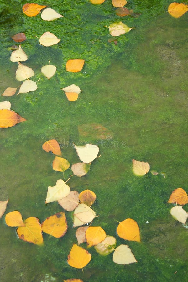 Fallen Leaves on Algae stock photo. Image of dead, algae - 45918110