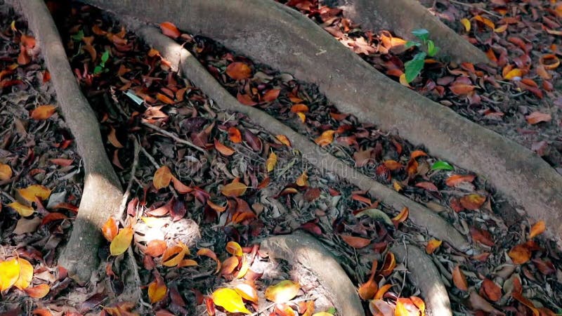 Fallen Leaves Around Tree Roots Stock Video - Video of root, foliage ...