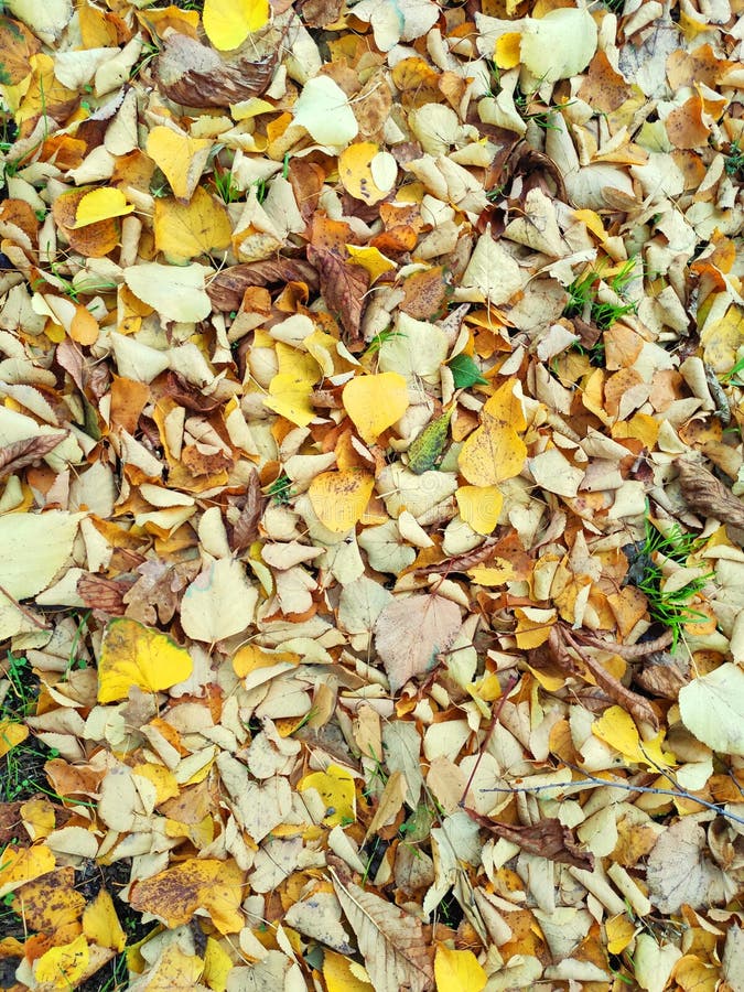 Fallen Leaves. Autumn Background Stock Photo - Image of bokeh, flora ...