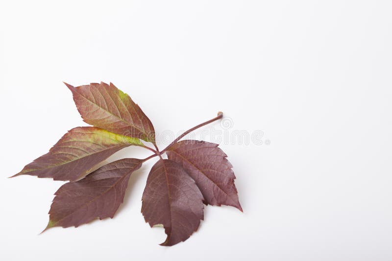 Fallen Leaves of Autumn Backgrounds Stock Image - Image of fall, bright ...