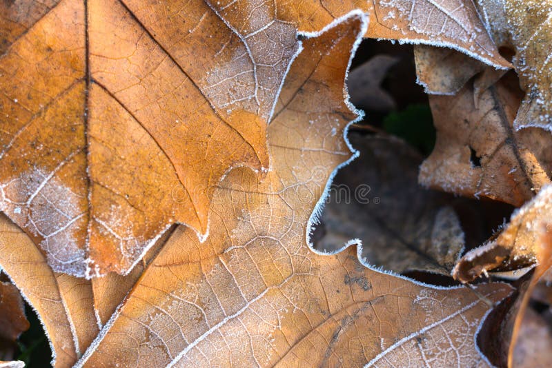 Fallen leaves stock photo. Image of leaves, organic, nature - 57112272