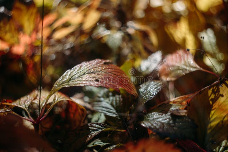 Fallen Leaves in Autumn Forest at Sunny Weather. Beautiful Autumn Stock ...