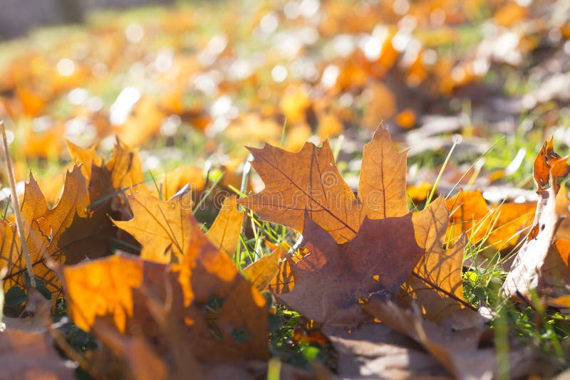 Fallen leaves, autumn stock image. Image of branch, weather - 80140059
