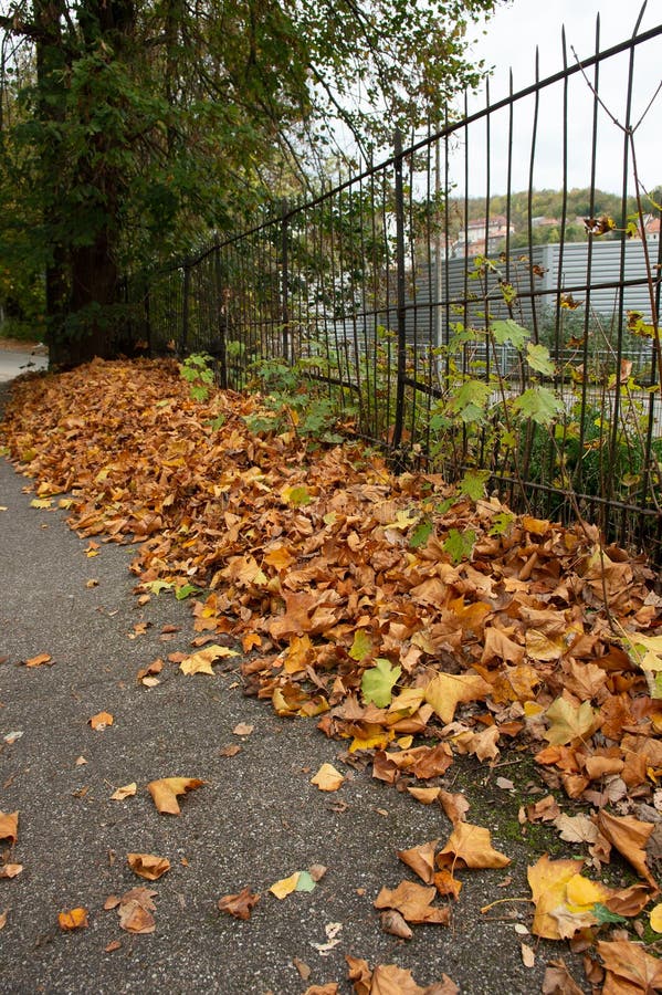 Fallen Leaves in Autumn on a Sidewalk with a Rusty Grate Stock Image ...