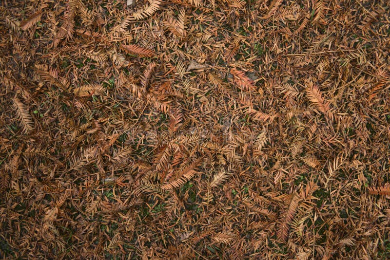 Fallen leaves background stock image. Image of ground - 64569505