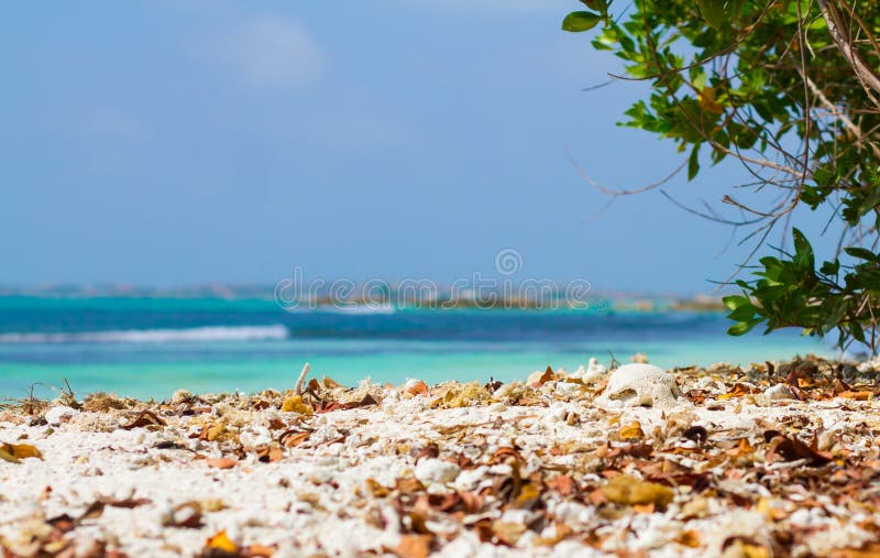 Fallen Leaves on the Beach. Stock Photo - Image of blue, green: 106744596