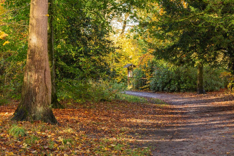 Pathway through the Autumn Forest Stock Photo - Image of yellow ...