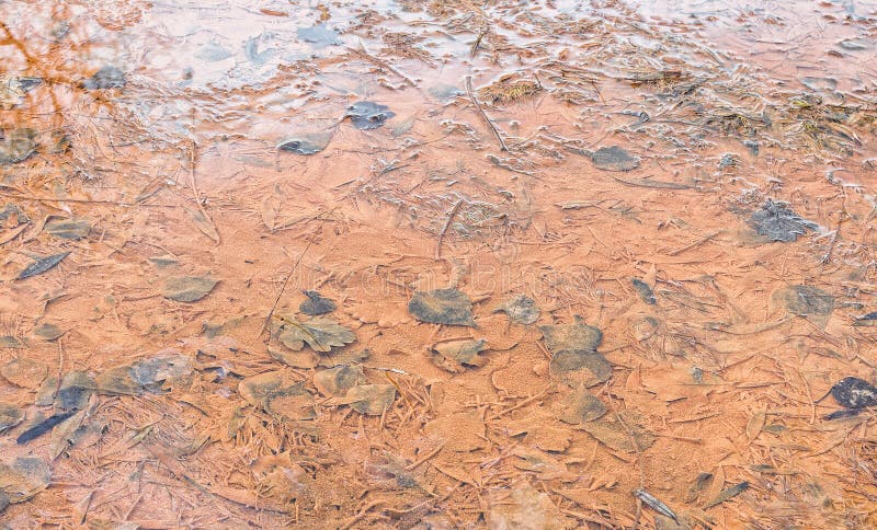 Fallen Leaves in Brown Sludge Under Water. Copper Color Sediment Stock ...