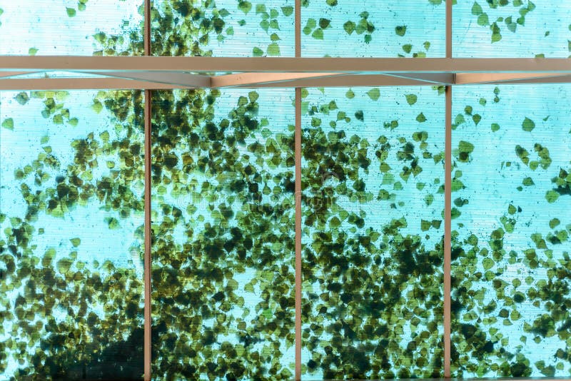 Leaves on the Ceiling stock image. Image of trees, leafs - 25921693