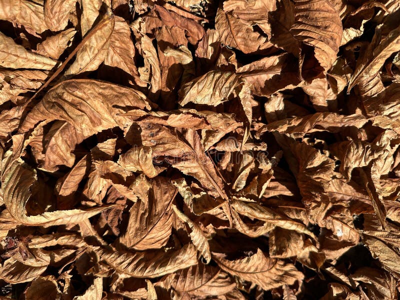 Fallen Leaves of the Chestnut Tree in Autumn Time Stock Photo - Image ...