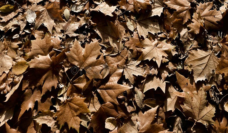 Fallen Leaves that Completely Cover the Ground with Ocher Stock Photo ...