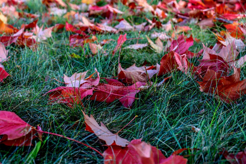 Fallen Leaves in Contrast To the Green Grass - Fall in Central Canada ...
