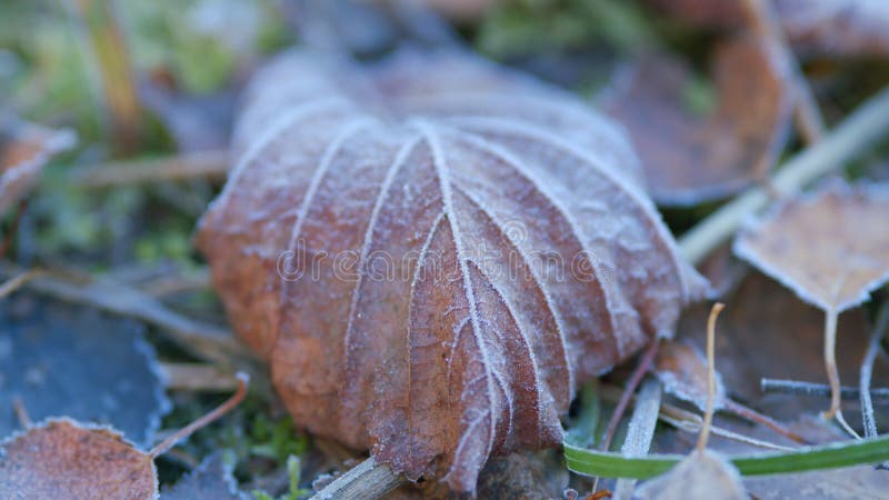 Fallen Leaves Covered with Frost. Natural Floral Pattern Background ...