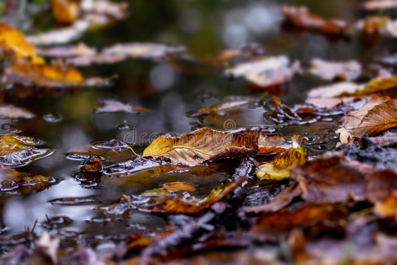 Puddle with Water on the Road during the Shower. Strong Rain on Stock ...