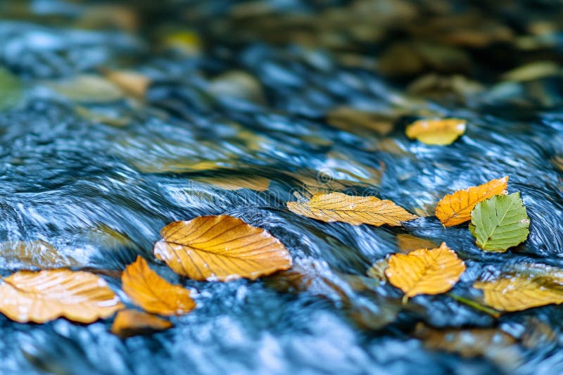 Generative Ai, Fallen Leaves Drifting in the Fast Flowing River, Dry ...