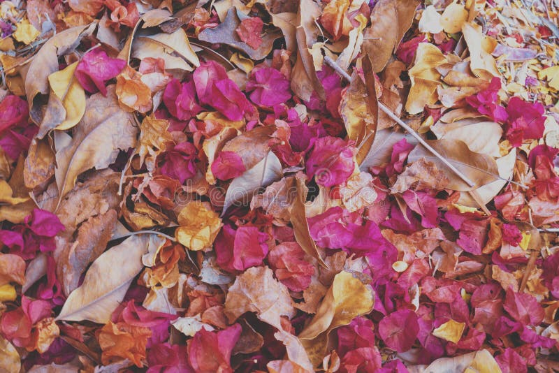 Fallen Leaves and Dry Rose Petals Stock Image - Image of park, flower ...