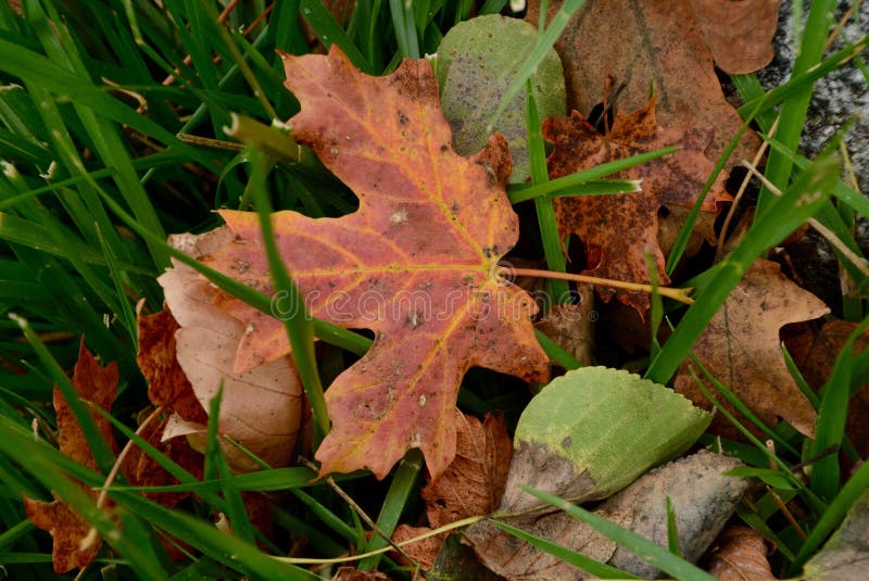 Fallen Leaves stock image. Image of maple, leaves, autumn - 79860987